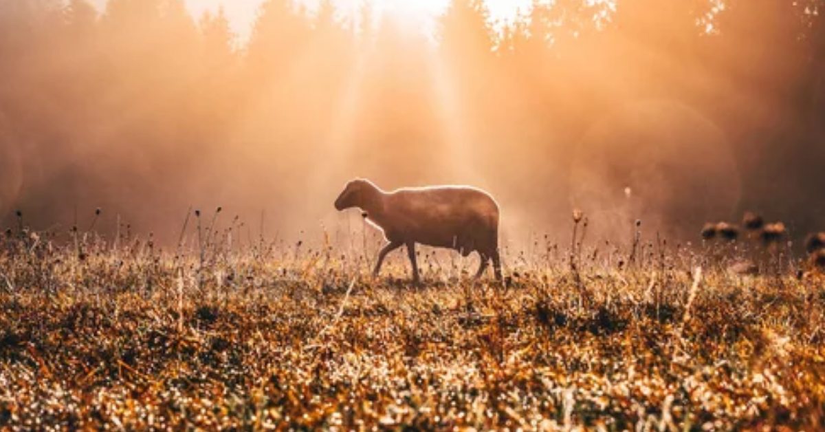 Bring the lost sheep to Me - Whitney Eslick Manuel - 444 Prophecy News