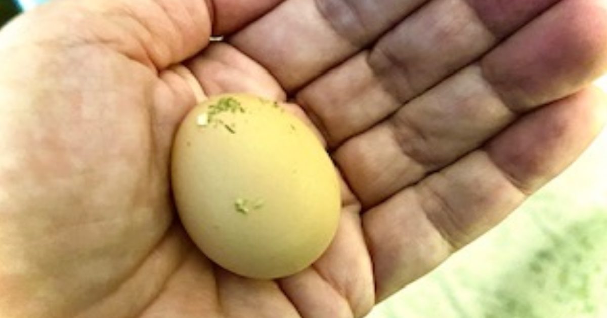 The Post-Eclipse Egg - Anno.Domini.144K - 444 Prophecy News